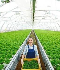 Services Archive - Elite Agro Projects