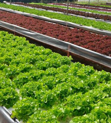 Elite Agro Projects Supplier Registration: Become a Supplier Today