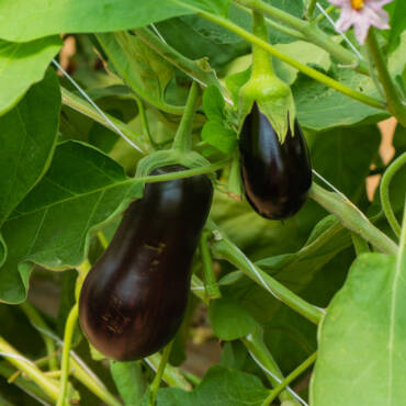 Elite Agro Projects: Smart Agriculture Solutions Provider