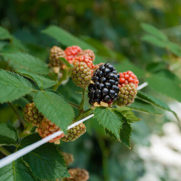 Elite Agro Projects: Smart Agriculture Solutions Provider