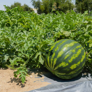 Elite Agro Projects: Smart Agriculture Solutions Provider