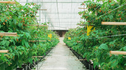Elite Agro Projects: Specialized Agriculture EPC Contractor in GCC