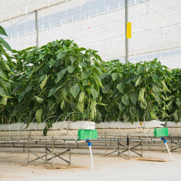 Services Archive - Elite Agro Projects