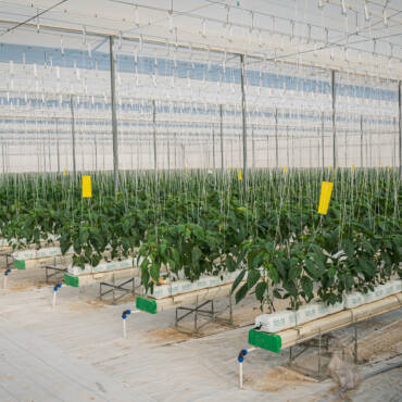 Services Archive - Elite Agro Projects