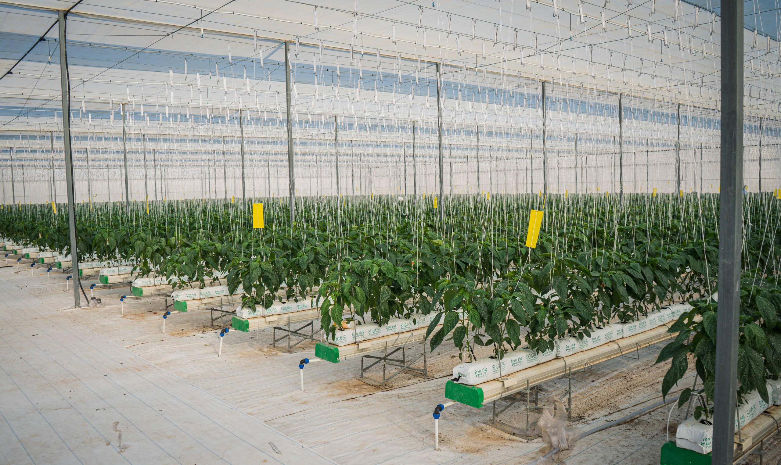 Retractable Cooling Roof Systems: Transforming Ag in MENA